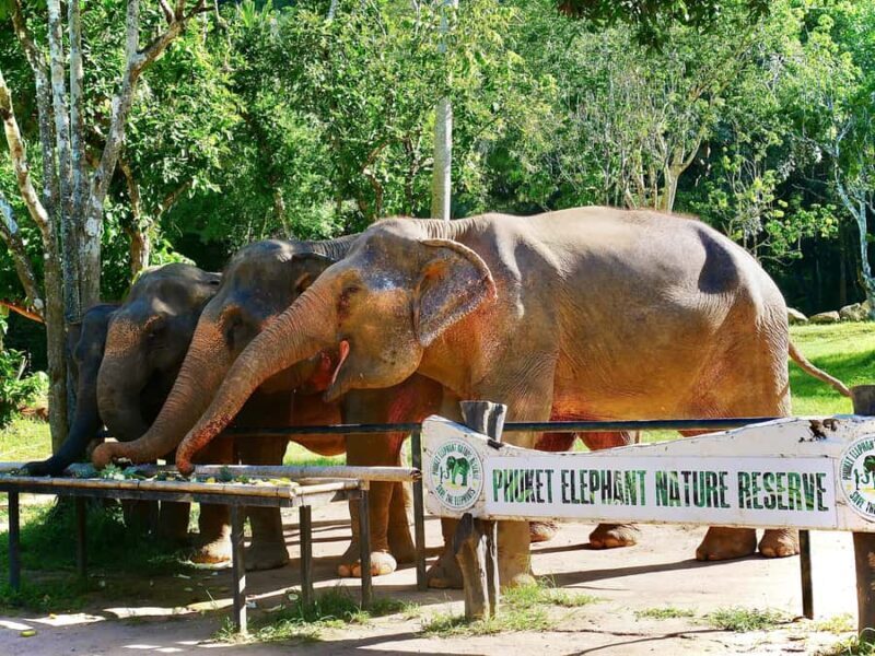 Phuket Elephant Nature Reserve: 90-Minute Elephant Adventure - Practical Details