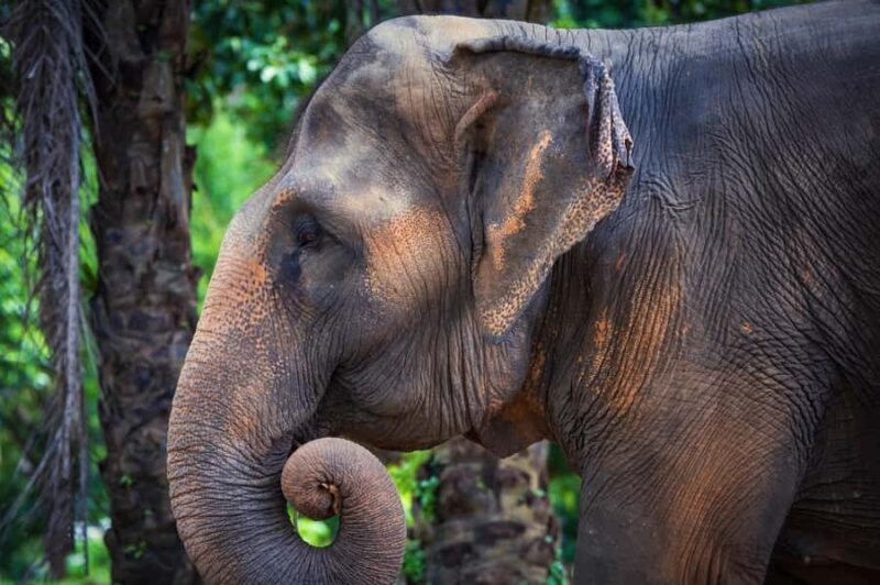 Phuket Elephant Nature Reserve: 90-Minute Elephant Adventure - FAQ