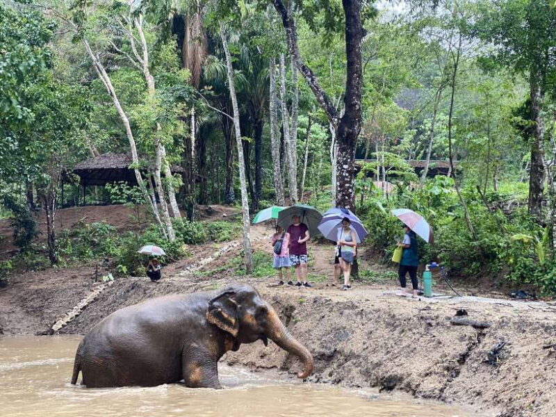 Phuket: Elephant Nature Reserve Entry Ticket and Guided Tour - An Honest Look at Phuket Elephant Nature Reserve