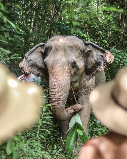 Phuket: Elephant Nature Reserve Entry Ticket and Guided Tour - The Sum Up — Is It Worth Your Time?