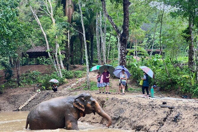 Phuket Elephant Nature Reserve Ethical Sanctuary - A Deep Dive into the Phuket Elephant Nature Reserve Experience