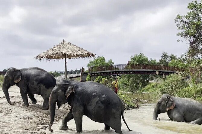 Phuket: Elephant Nature Walk - Guided Tour with Transport - Why This Tour Delivers Real Value