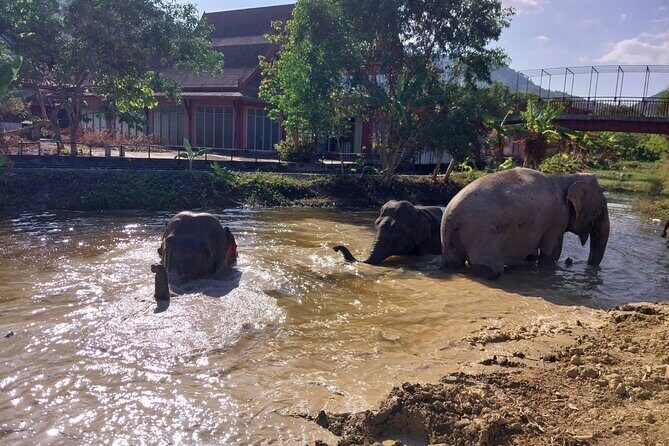 Phuket: Elephant Nature Walk - Guided Tour with Transport - Who Should Consider This Experience?