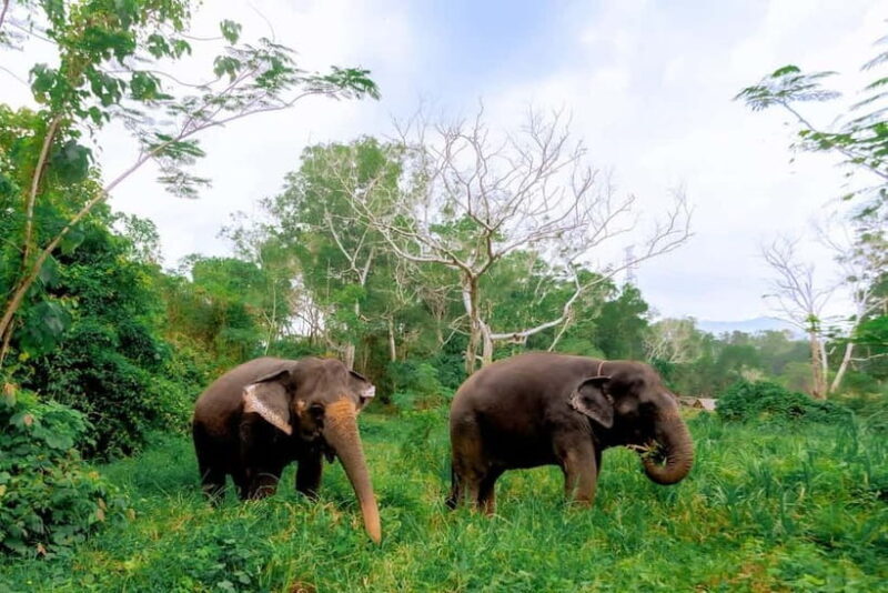 Phuket: Elephant Sanctuary Feed and Bathe Gentle Giants - Key Points