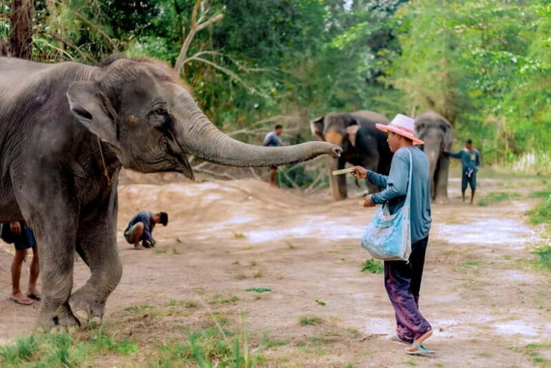 Phuket: Elephant Sanctuary Feed and Bathe Gentle Giants - The Itinerary and What You’ll Experience