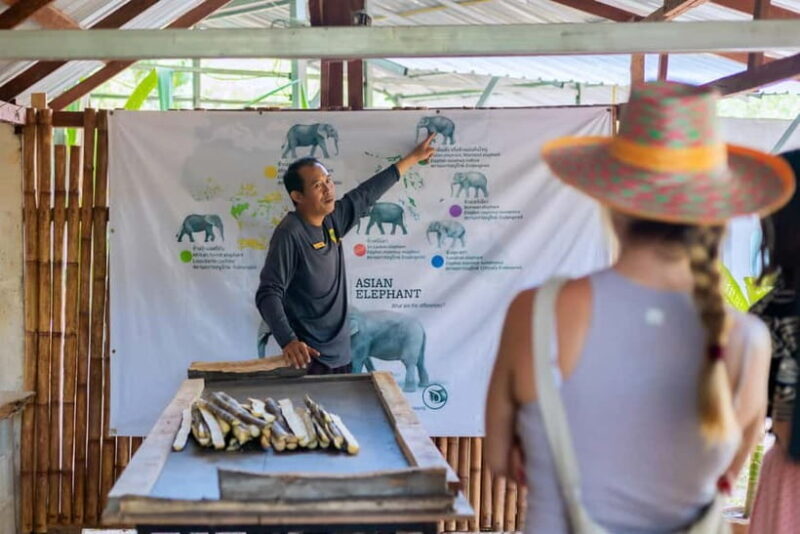 Phuket: Elephant Sanctuary Feed and Bathe Gentle Giants - Who Should Consider This Tour?