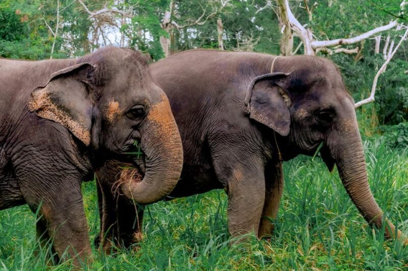 Phuket: Elephant Sanctuary Feed and Bathe Gentle Giants - Final Thoughts