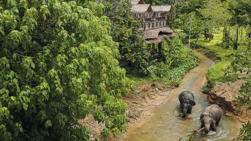 Phuket: Elephant Sanctuary Tour - Canopy Walk & Feeding - Key Points