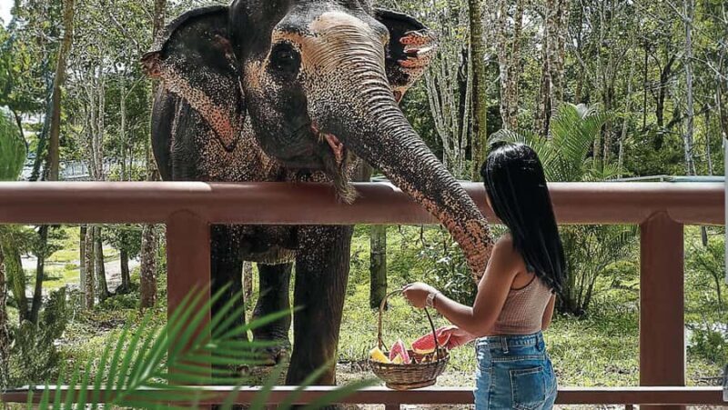 Phuket: Elephant Sanctuary Tour - Canopy Walk & Feeding - An Authentic Look at Phuket’s Elephant Sanctuary Tour