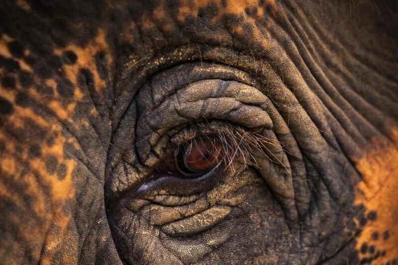 Phuket: Elephant Sanctuary Visit - Cooking Class & Lunch - The Sum Up