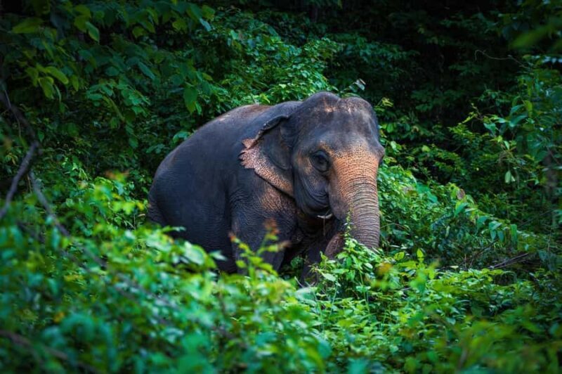 Phuket: Elephant Sanctuary Visit - Cooking Class & Lunch - FAQ