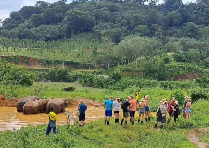 Phuket: Elephant Sanctuary Visit with Mud Spa & Workshop - The Sum Up