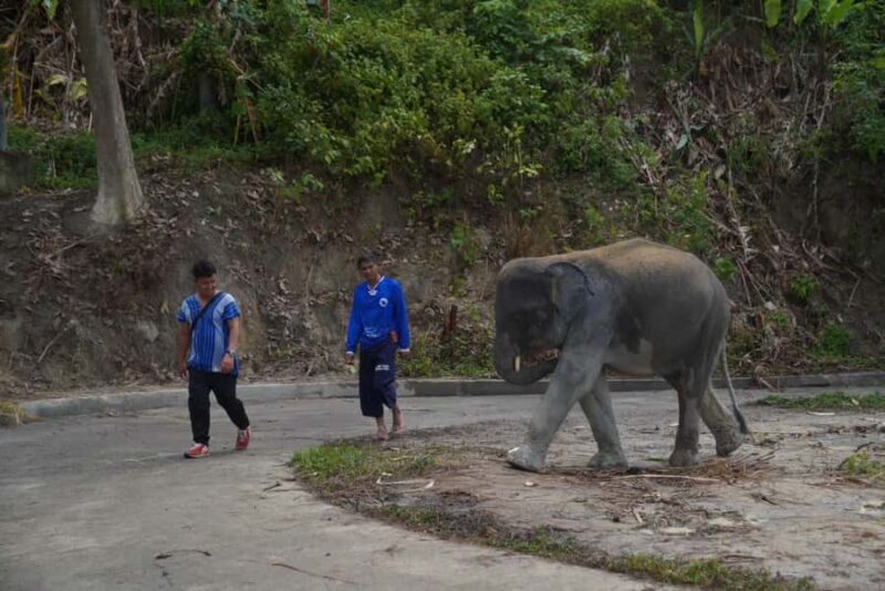 Phuket: Elephant Sanctuary & Zipline Adventure Combo - An Honest Look at the Experience