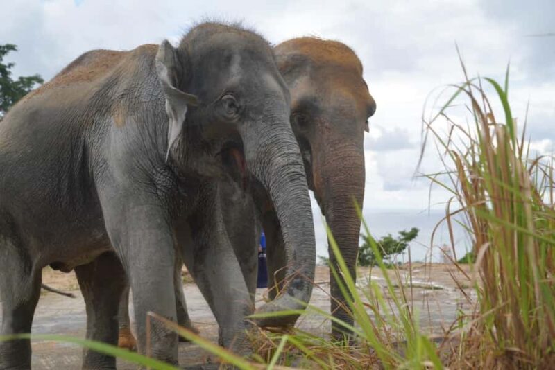 Phuket: Elephant Sanctuary & Zipline Adventure Combo - Pricing and Value