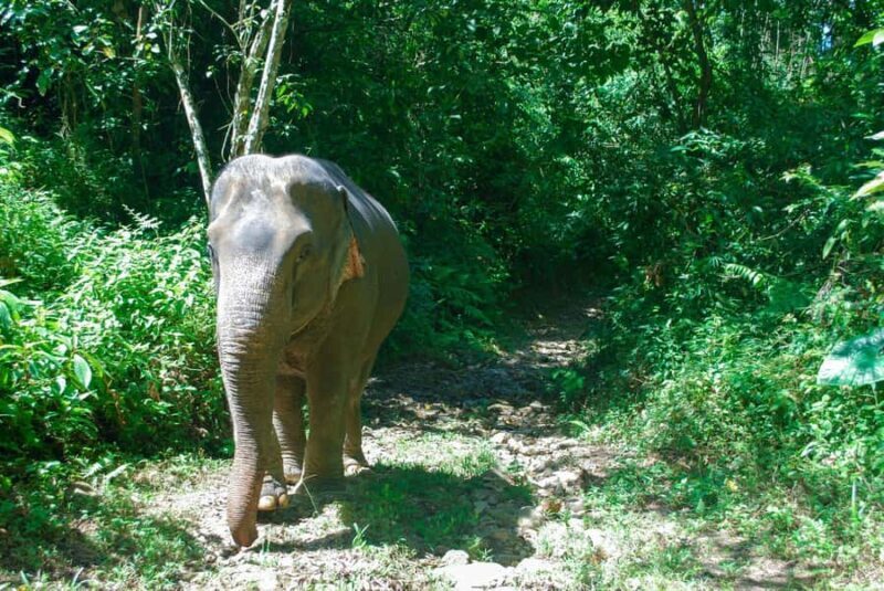 Phuket: Ethical Elephant Sanctuary Experience - FAQ