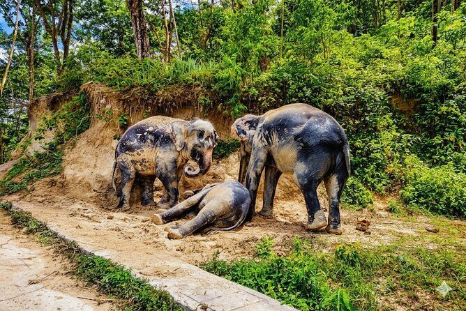 Phuket Ethical Elephant Sanctuary Guided Tour and Hotel Transfers - Key Points