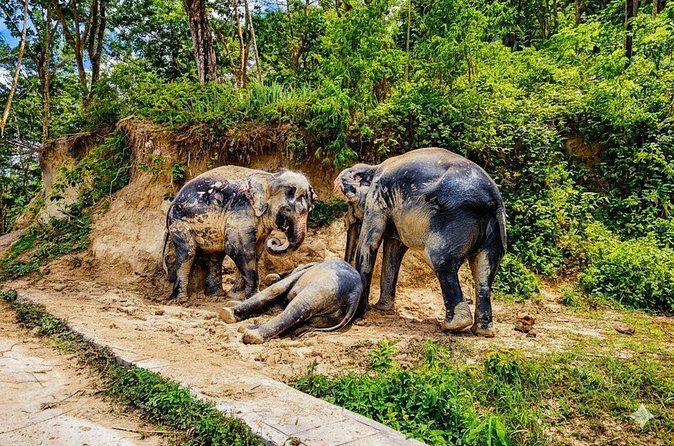 Phuket Ethical Elephant Sanctuary Guided Tour and Hotel Transfers - FAQs