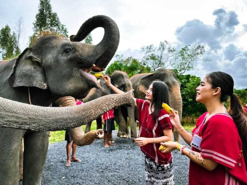 Phuket : Experience feeding and bathing elephants 1.5 Hrs. - What’s Included and What’s Not