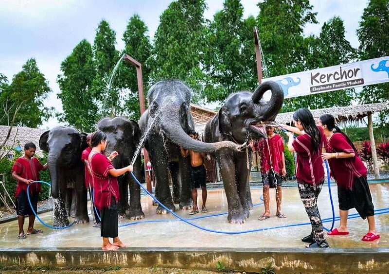 Phuket : Experience feeding and bathing elephants 1.5 Hrs. - Frequently Asked Questions