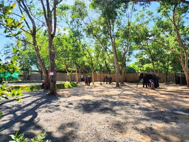 Phuket: Feeding Elephants at Phuket Elephant Care - A Truly Ethical Encounter with Thailand’s Gentle Giants