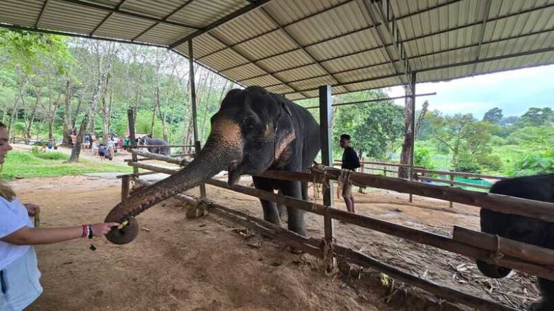 Phuket: Feeding Elephants at Phuket Elephant Care - The Sum Up