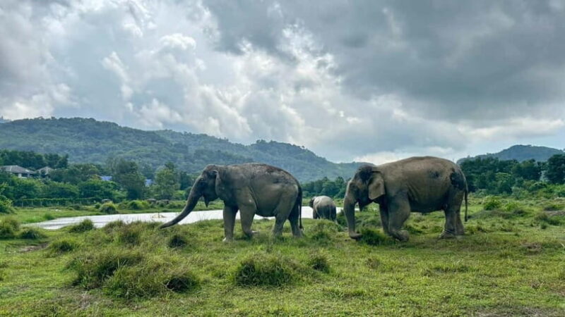 Phuket: Freedom Elephant Reserve - Ethereal Nature Walk - Key Points