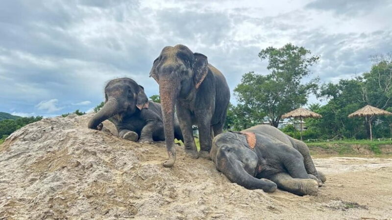 Phuket: Freedom Elephant Reserve - Ethereal Nature Walk - An In-Depth Look at the Ethereal Nature Walk