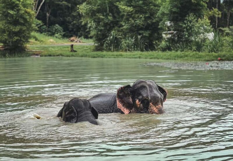 Phuket: Full-Day Elephant Explorer at Phuket Elephant Care - Final Thoughts