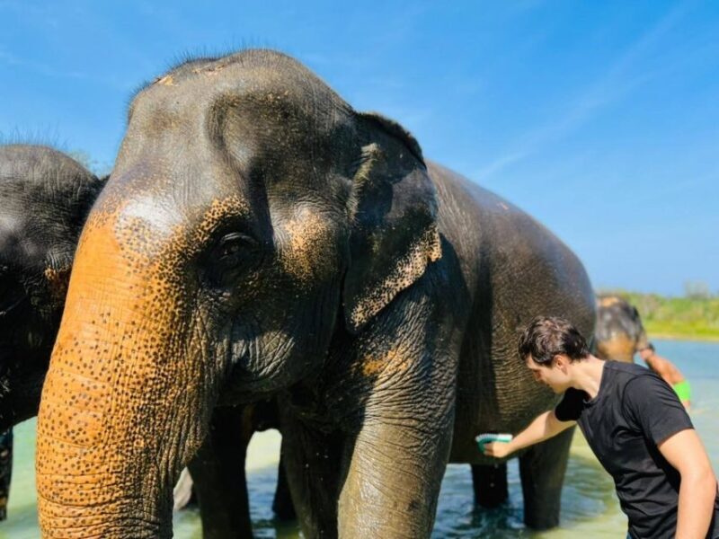 Phuket: Full-Day Elephant Explorer at Phuket Elephant Care - FAQ