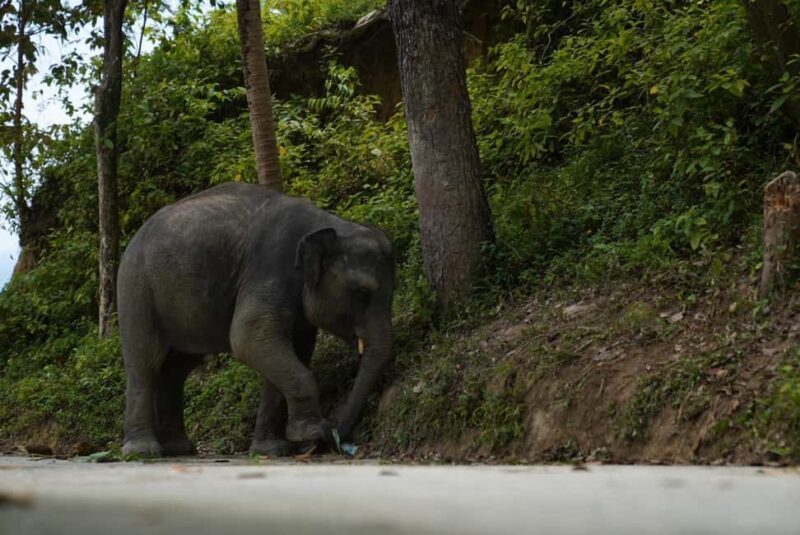 Phuket: Guide Tour to Patong Elephant Sanctuary - FAQ
