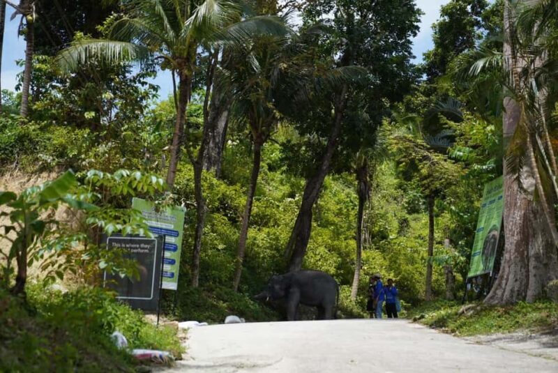 Phuket: Guided Tour to Elephant Sanctuary & Hotel Transfer - In The Sum Up: Who is this tour best suited for?