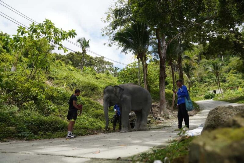 Phuket: Guided Tour to Elephant Sanctuary & Hotel Transfer - Frequently Asked Questions