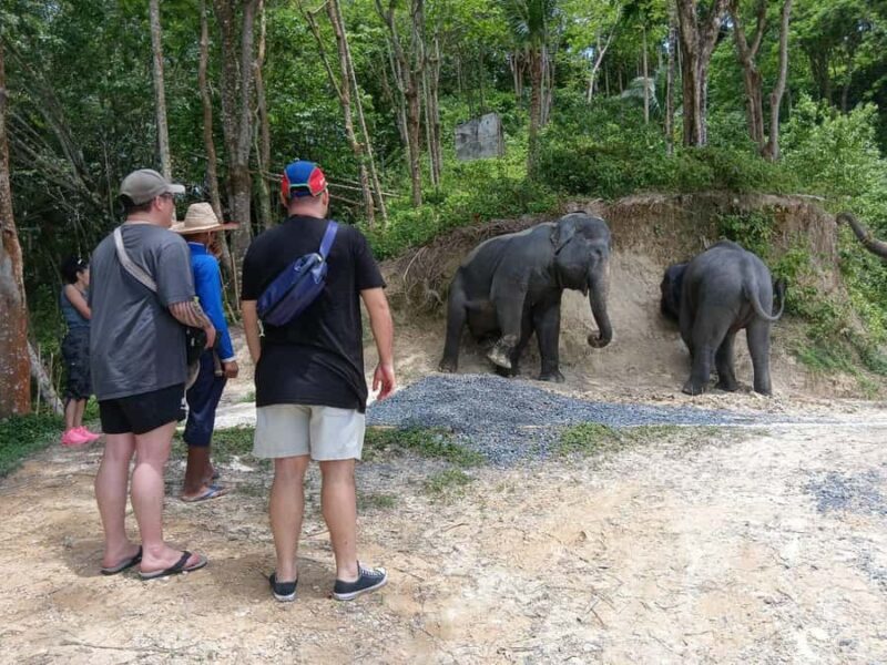 Phuket: Guided Tour to Elephant Sanctuary with Transfer - Transportation, Timing, and Practical Details