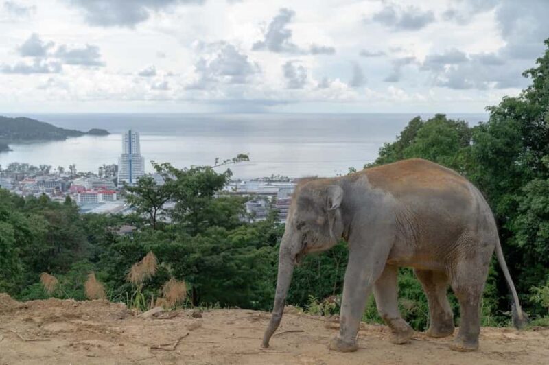 Phuket: Guided Tour to Elephant Sanctuary with Transfer - The Value of This Tour