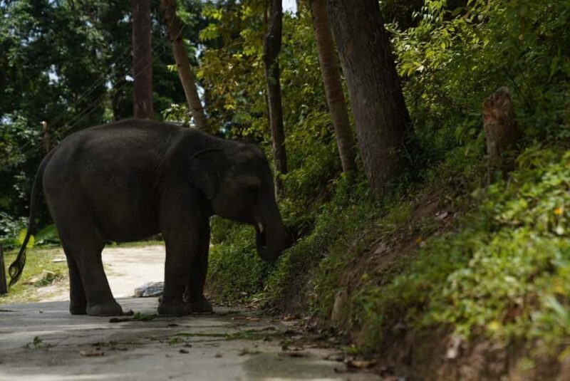 Phuket : Guided Tour to Elephant Sanctuary with Transfers - In The Sum Up