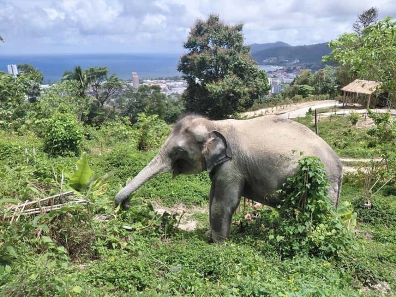 Phuket: Guided Walk Tour to Elephant Sanctuary with Transfer - An Honest Look at the Experience