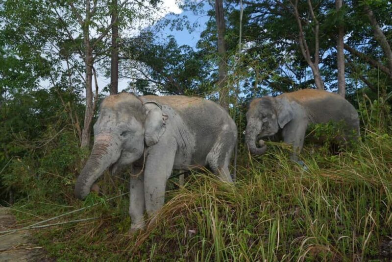 Phuket: Guided Walk Tour to Elephant Sanctuary with Transfer - The Sum Up: The Real Value in Ethical Encounters