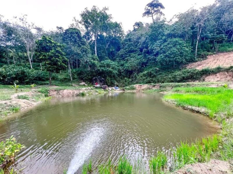 Phuket: Half-Day Elephant Explorer at Phuket Elephant Care - Key Points