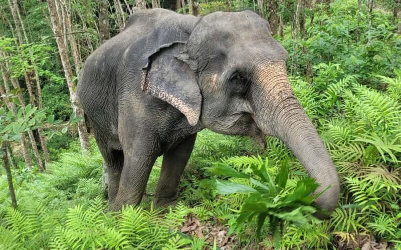 Phuket: Half-Day Elephant Explorer at Phuket Elephant Care - FAQ