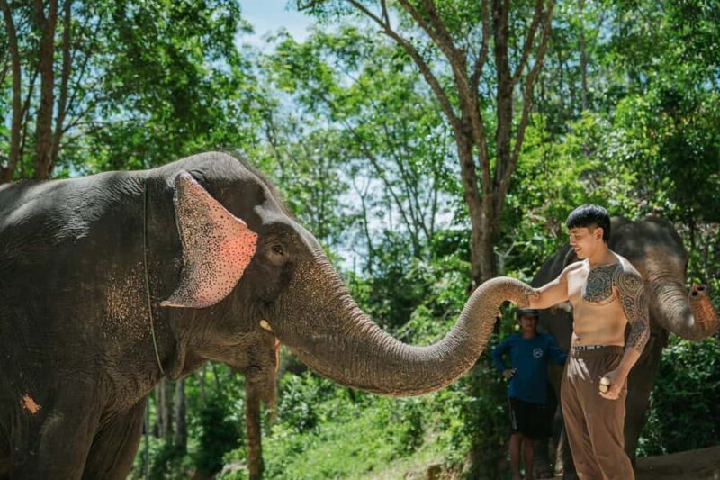 Phuket: Half-Day Elephant Explorer at Phuket Elephant Care - To sum it up