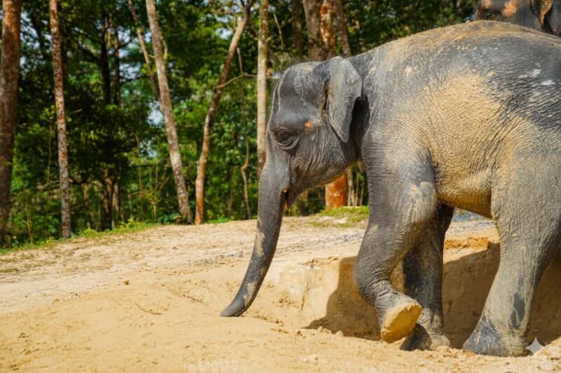 Phuket: Half-Day Ethical Elephant with Meal and Transfer - The Journey Begins: Pickup and Transport