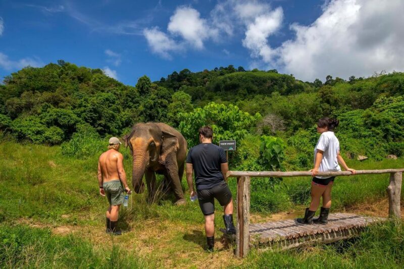 Phuket: Half-Day Ethical Elephant with Meal and Transfer - Observing Natural Behaviors: No Tricks, No Chains