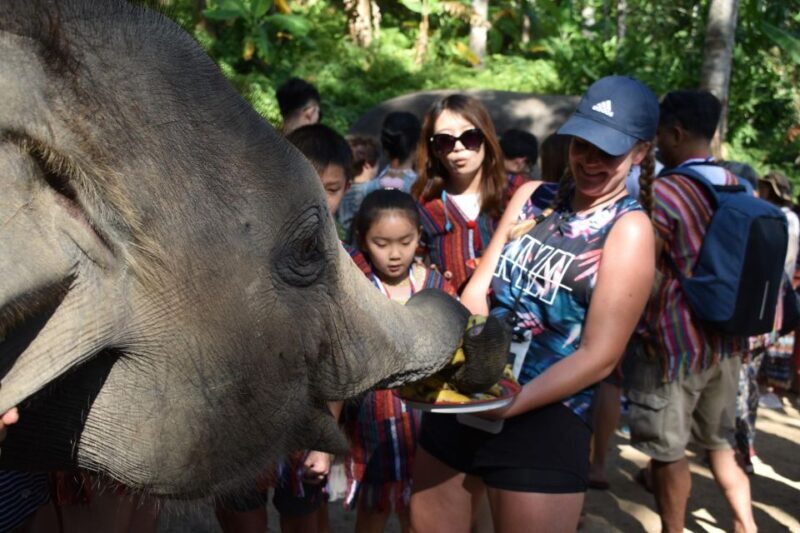 Phuket: Half Day or 2-Hour Ethical Elephant Care Sanctuary - Introduction: Is This the Elephant Encounter You’re Looking For?