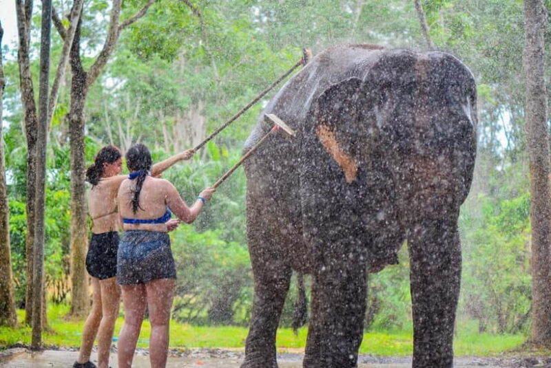 Phuket: Happy Hour Feed and Rain Shower with Elephant - What is the Phuket Happy Hour Feed and Rain Shower Experience?