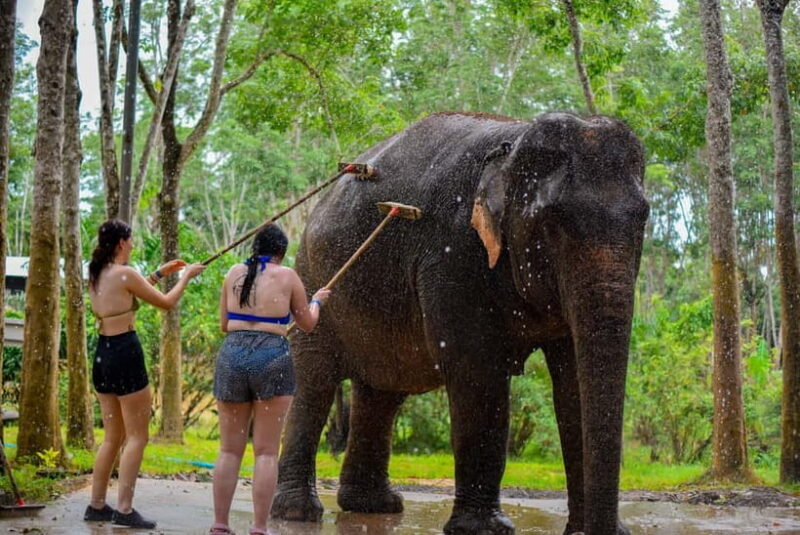 Phuket: Happy Hour Feed and Rain Shower with Elephant - What Could Be Better?