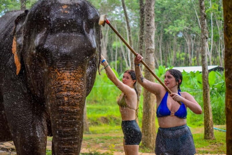 Phuket: Happy Hour Feed and Rain Shower with Elephant - Who Will Enjoy This Tour?