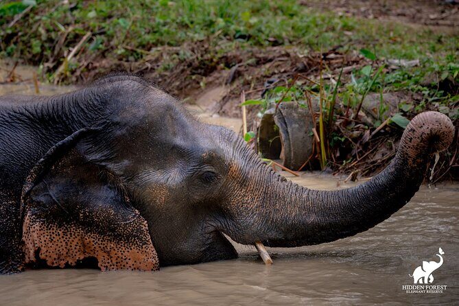 Phuket: Hidden Forest Elephant Reserve Guided Tour with Lunch - How the Tour Fits into Your Phuket Adventure