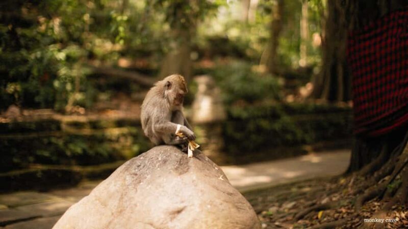 Phuket: Hidden Lagoon Canoe Longtail Discovery Tour - Key Points