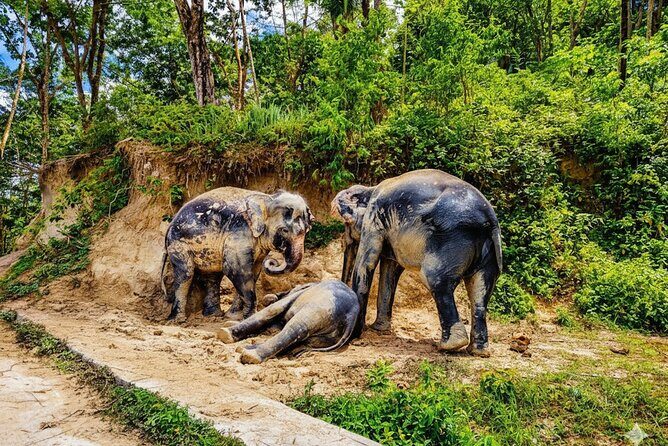 Phuket Highlights Tour Big Buddha Temple and Elephant Sanctuary - Key Points