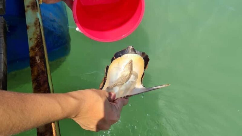 Phuket: Intara Farm & Pearl Factory Half-Day Tour with Lunch - What Could Be Better